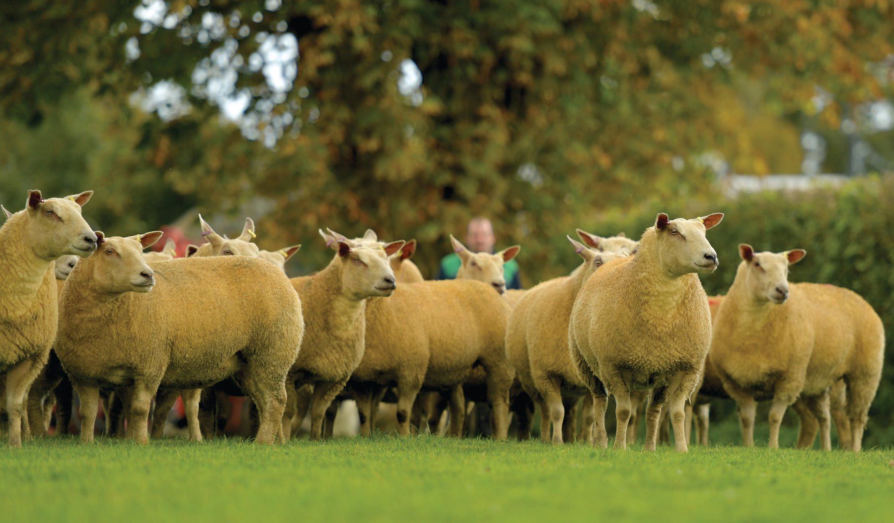 Zwartbles - Heritage Sheep Reproduction