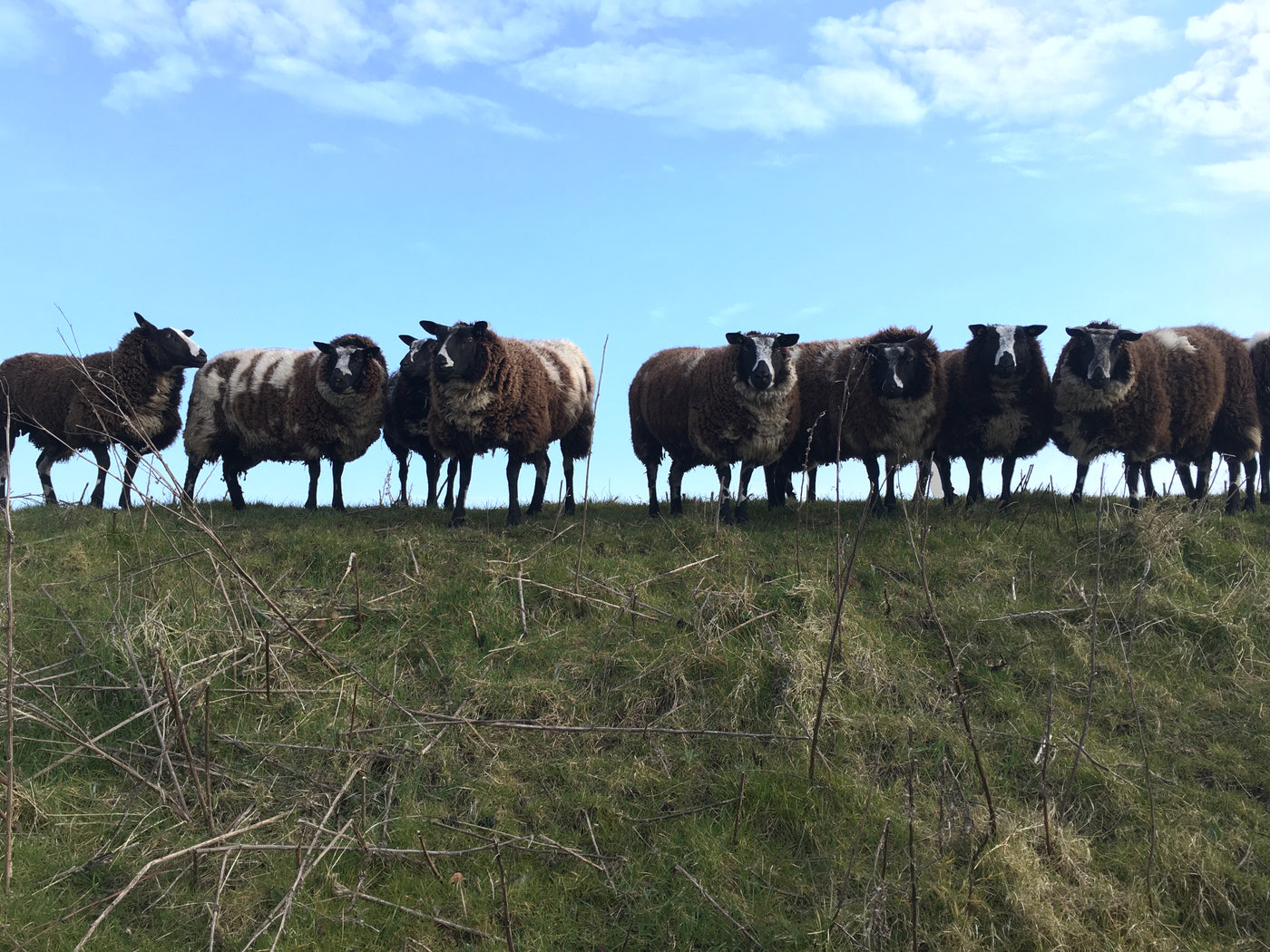 Zwartbles - Heritage Sheep Reproduction