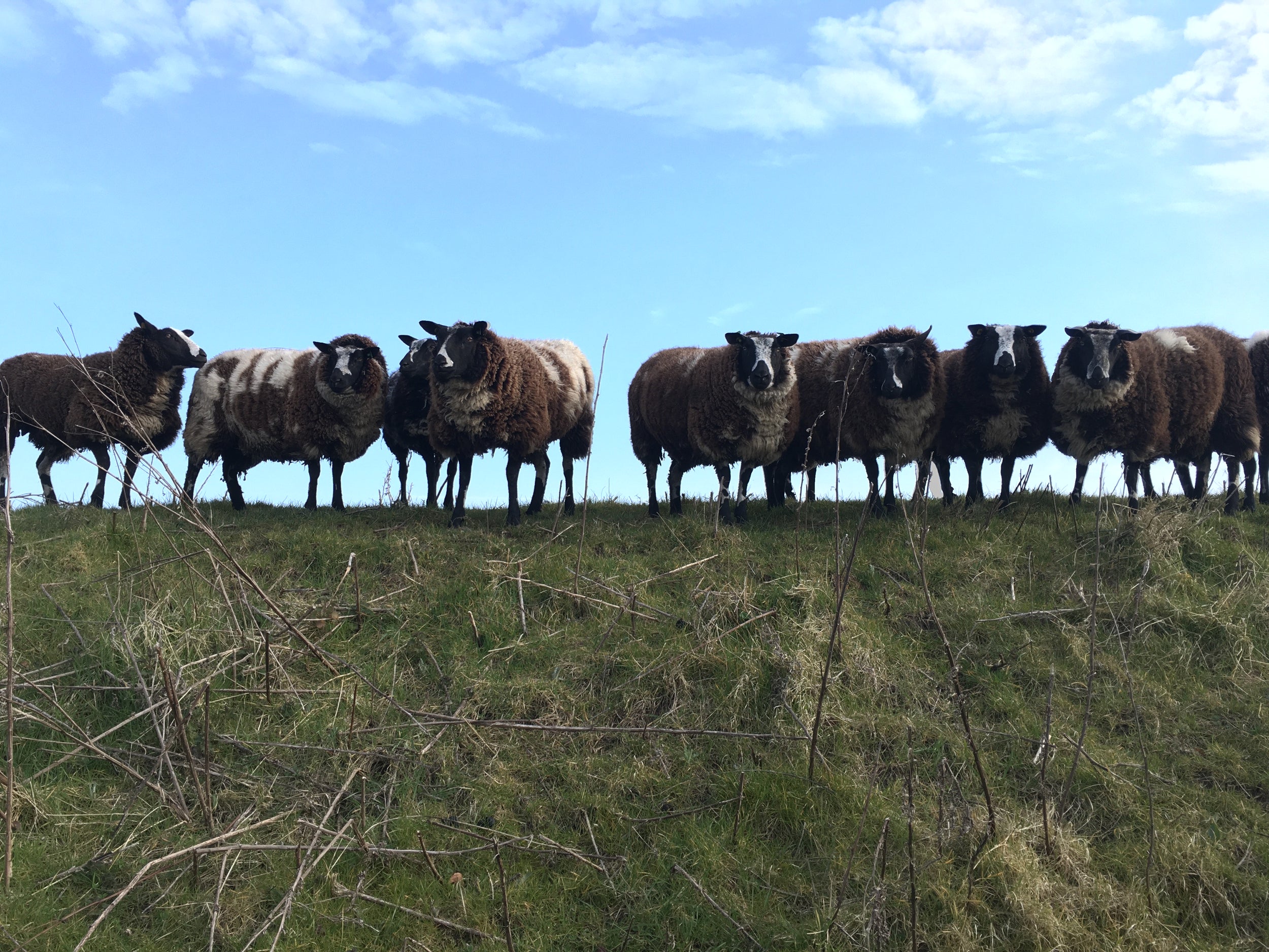 Dutch Spotted - Heritage Sheep Reproduction