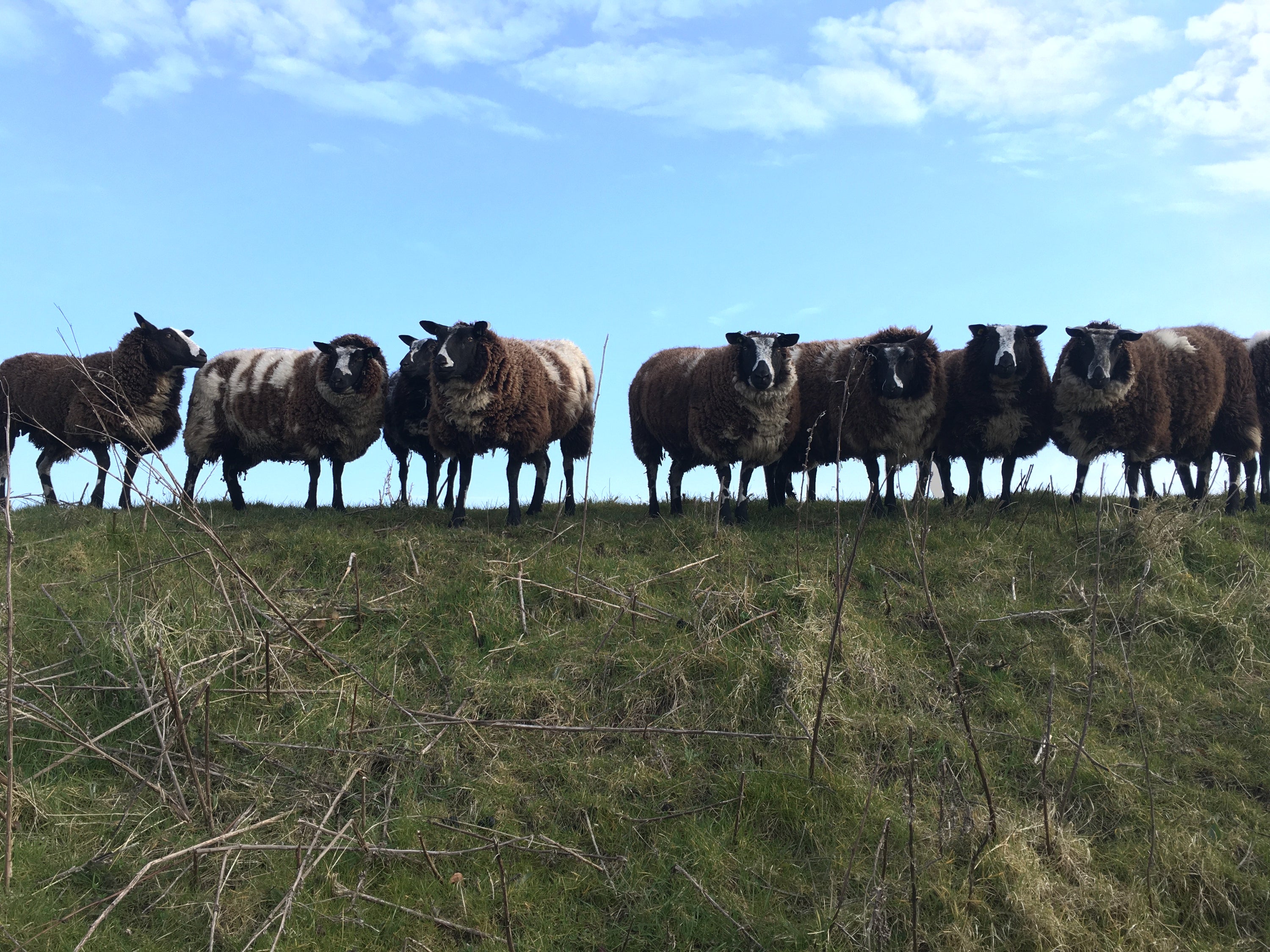 Dutch Spotted - Heritage Sheep Reproduction