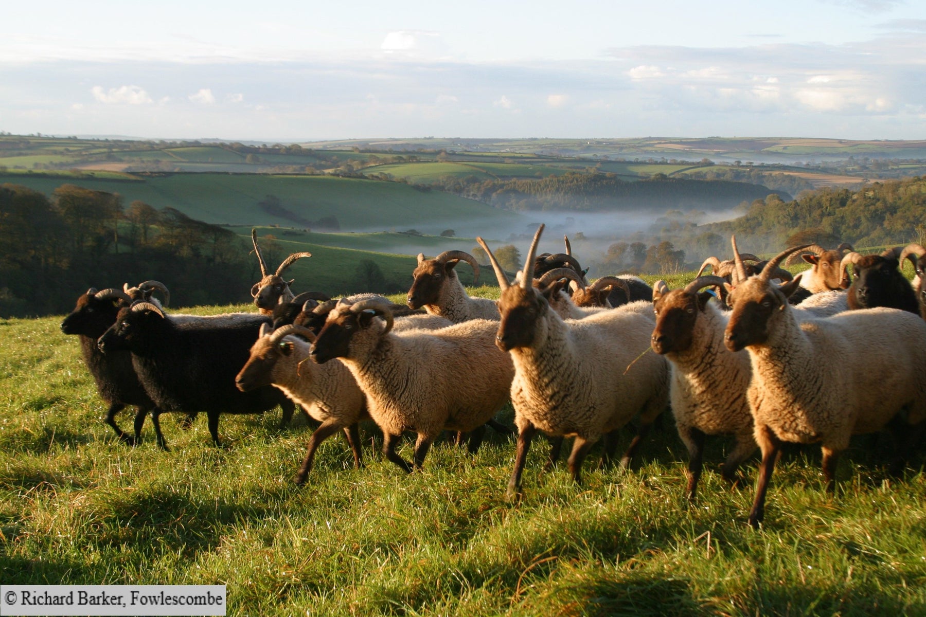 Manx Loaghtan - Heritage Sheep Reproduction