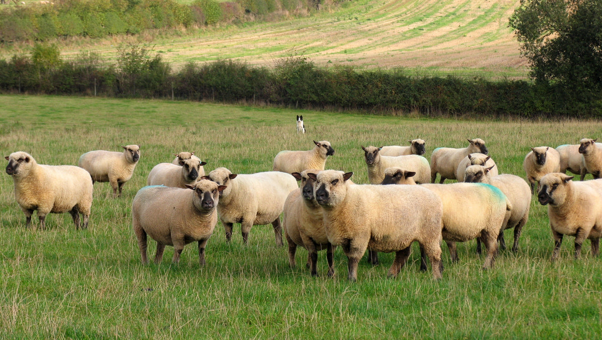 Kerry Hill - Heritage Sheep Reproduction