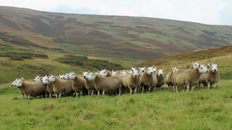 South Country Cheviot - Heritage Sheep Reproduction