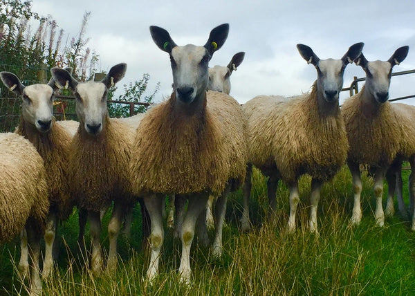 Bluefaced Leicester - Heritage Sheep Reproduction