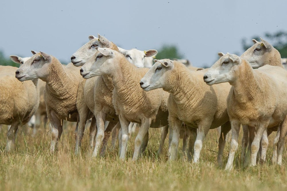 Lleyn - Heritage Sheep Reproduction