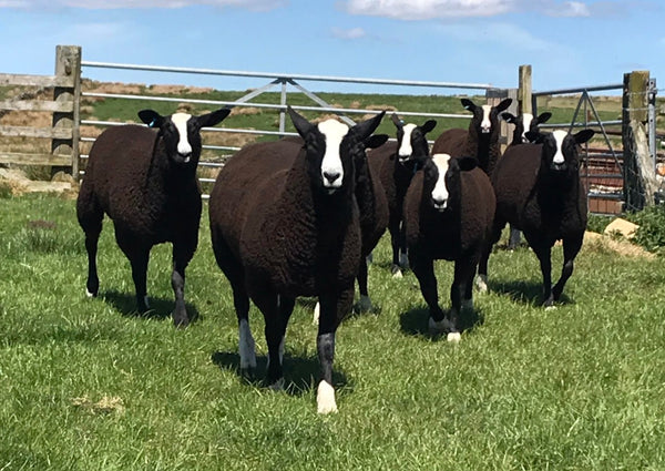 Zwartbles - Heritage Sheep Reproduction