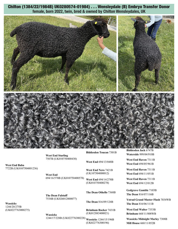Wensleydale (black) 100% UK Embryos from Donor Ewes & Rams - in UK/AI ...