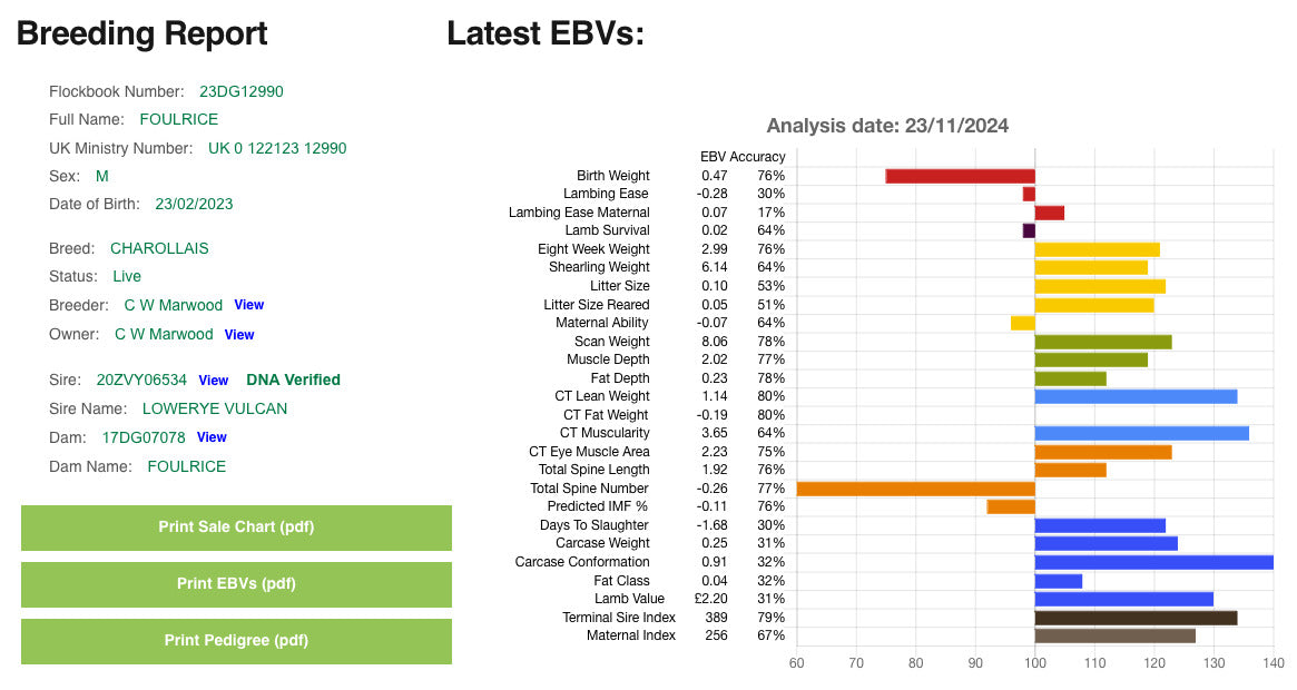 Charollais "Foulrice Baxter" 23DG12990 (UK0122123-12990) - Tank #11 ...