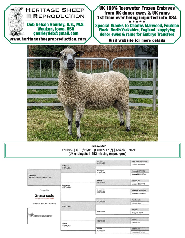 Teeswater 100% UK Embryos from Donor Ewes & Rams - in UK/AI Centre - S ...