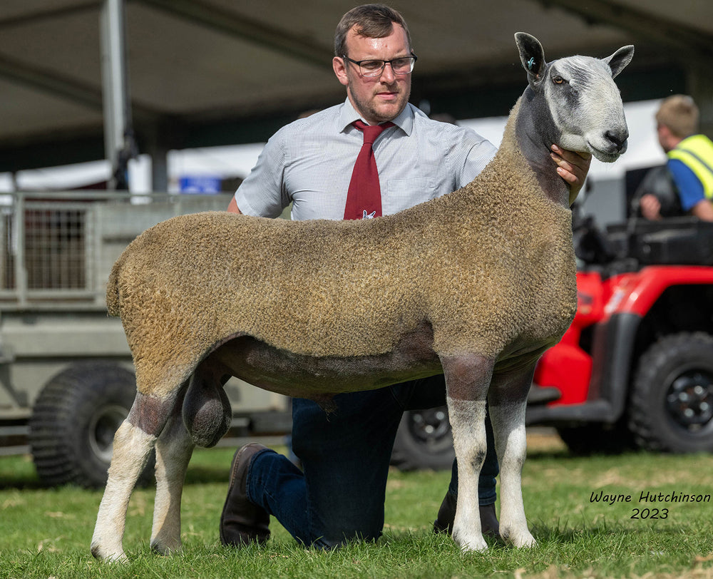 Heritage Sheep Reproduction works with the USA and UK sheep industry