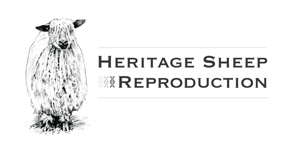 Heritage Sheep Reproduction works with the USA and UK sheep industry