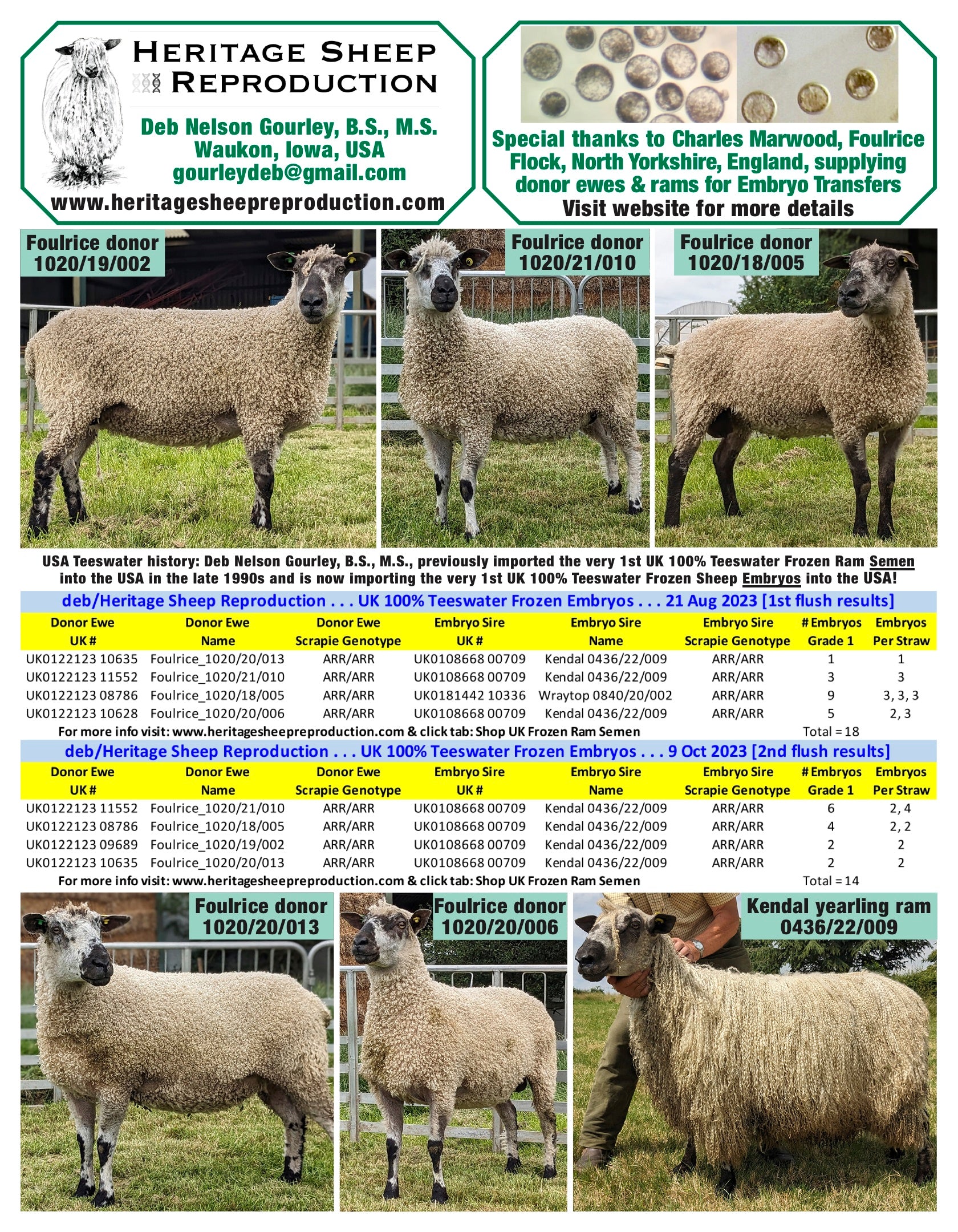 Teeswater 100% UK Embryos from Donor Ewes & Rams - in UK/AI Centre - S ...