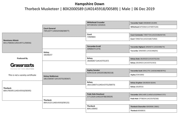 Hampshire Down "Thorbeck Musketeer" 80X2000589 (UK0145918-00589) - Tan ...
