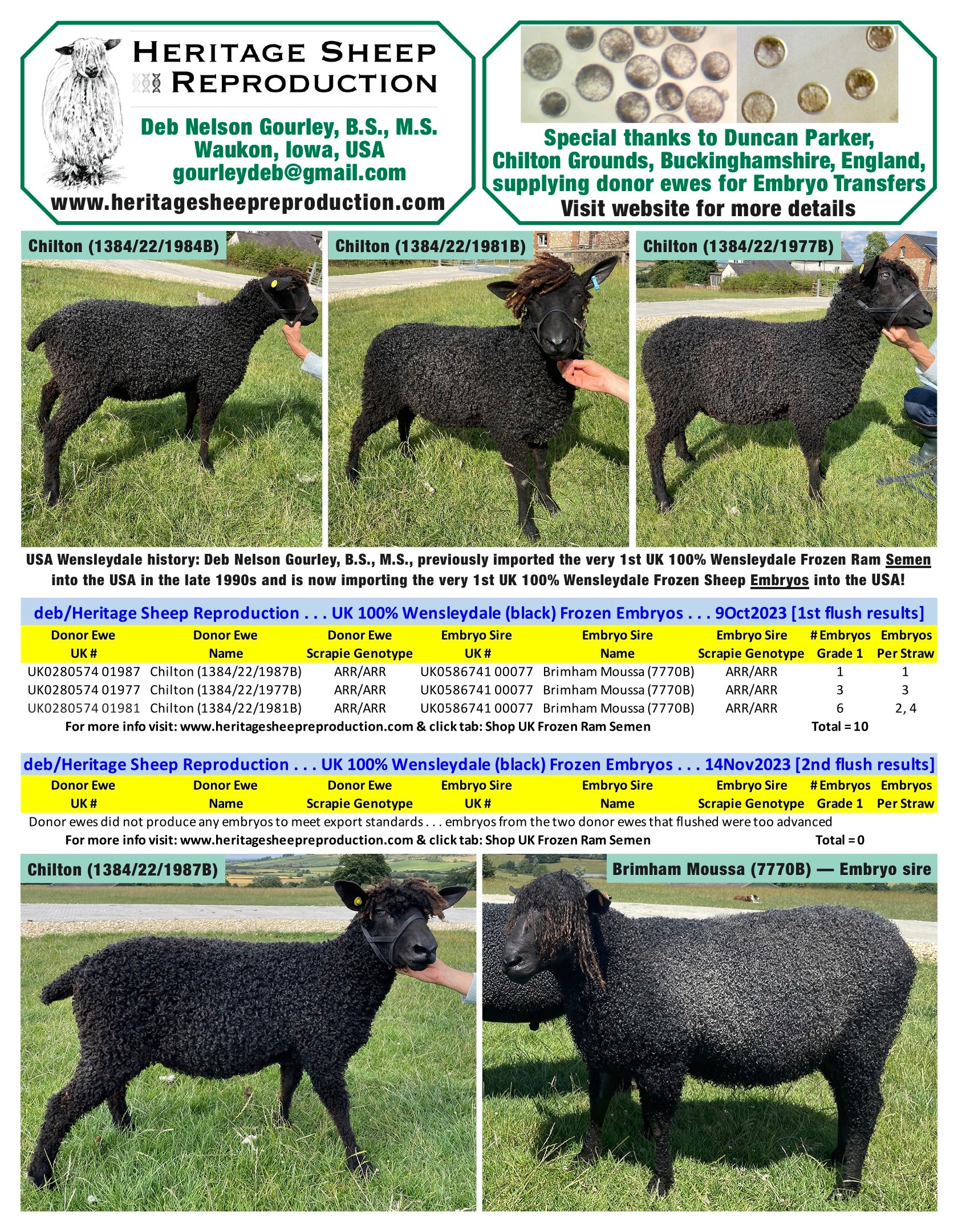 Wensleydale (Black) 100% UK Embryos from Donor Ewes & Rams - in UK/AI ...