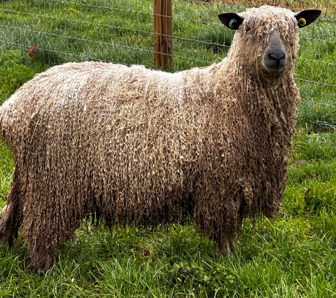 Wensleydale (white) "Nipna Texas" (1261/22/466) (UK0421130-00466) - Ta ...