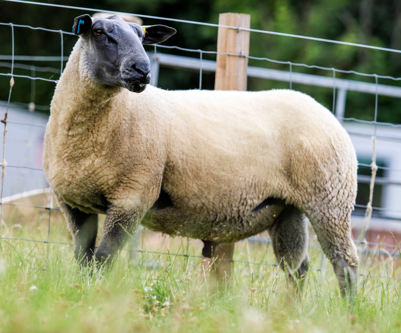 Products - Heritage Sheep Reproduction