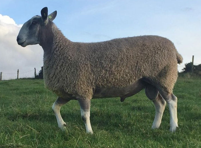 Products - Heritage Sheep Reproduction