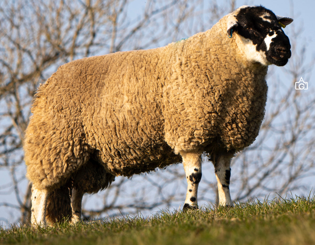 Products - Heritage Sheep Reproduction