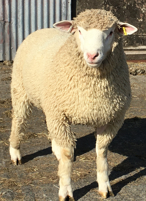 Ile de France "Kilroot 05933" (UK1760135-05933) - Tank #5 - Semen Impo ...