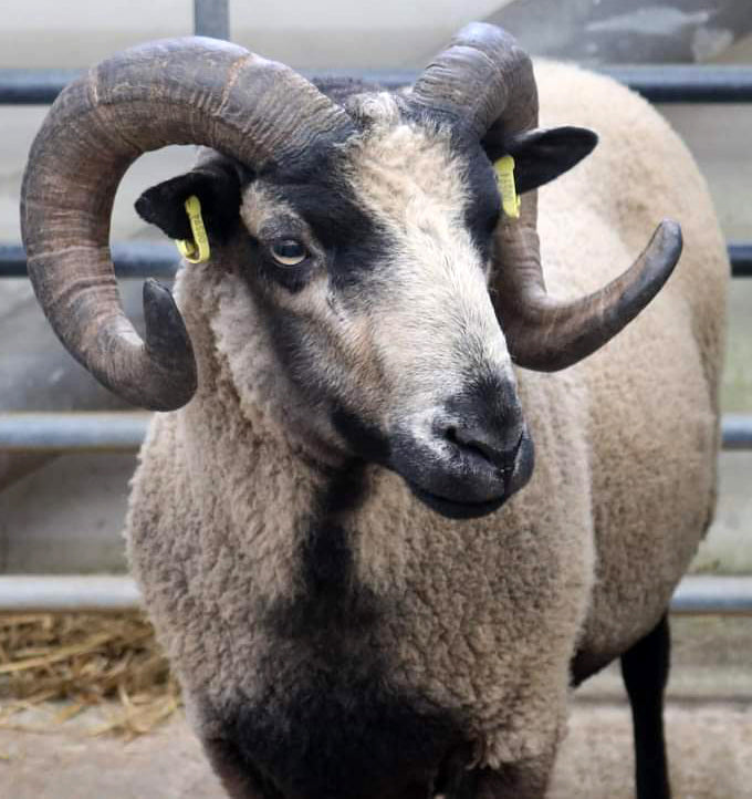 Products Page 2 - Heritage Sheep Reproduction